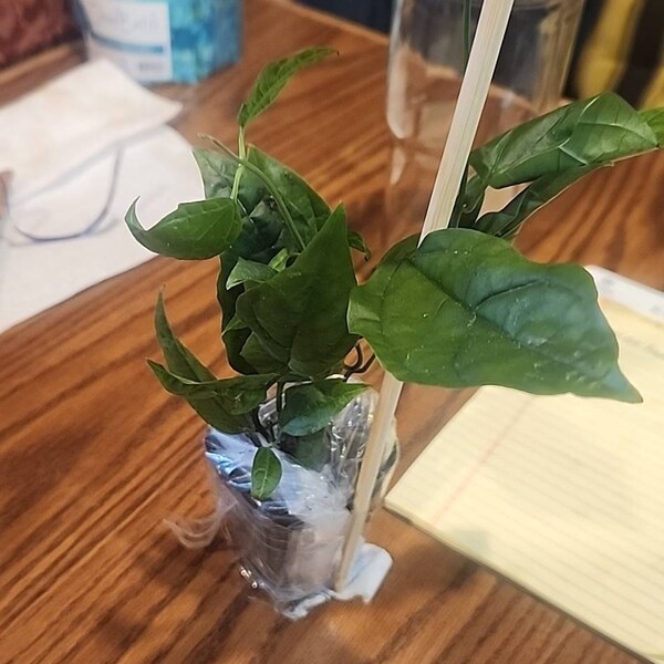 BLEEDING HEART~ Small Rooted Starter Plant~ Clerodendrum Thomsonia ...