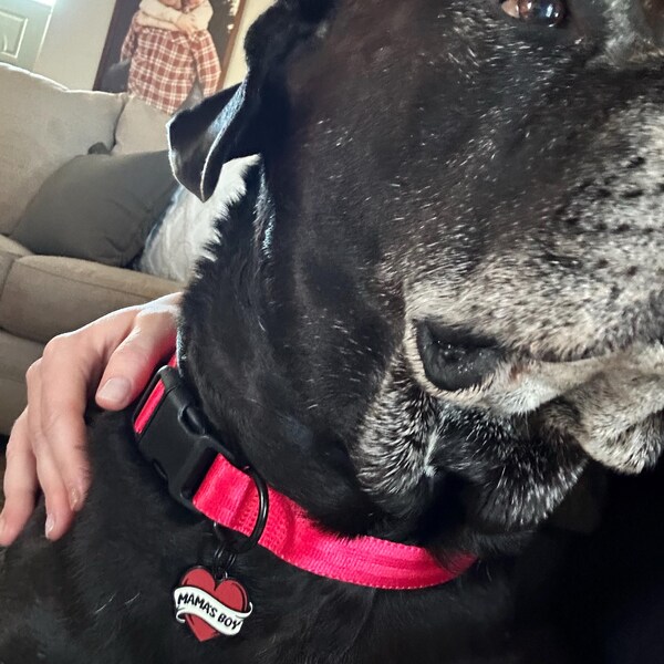 Pet ID Tag Mama's Boy, Tattoo Red Heart Dog Tag, Dog Tag for Dogs, Pet ...