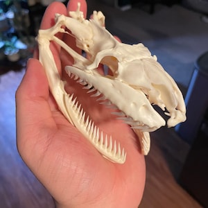 Real Lionfish Skeleton, Dendrochirus, Fish Taxidermy, on Queen Chess ...