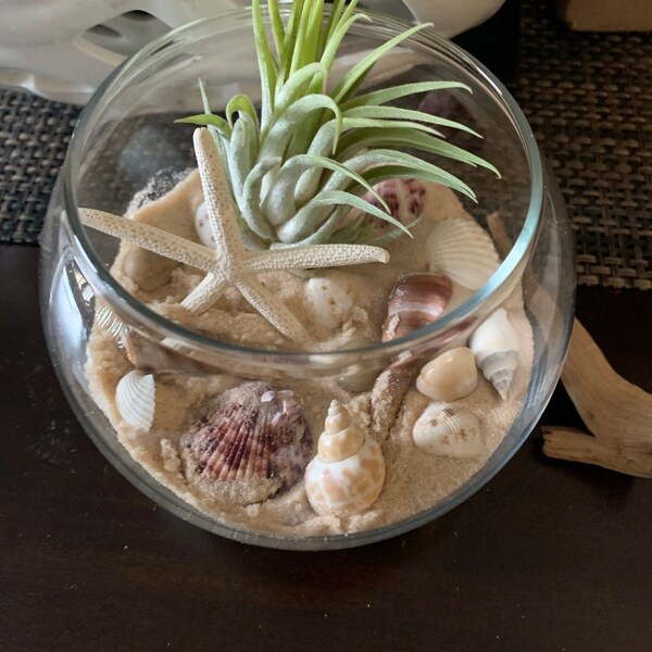 Tillandsia Air Plant Gift, Easy Care Indoor Plant, Air Plant Lover ...