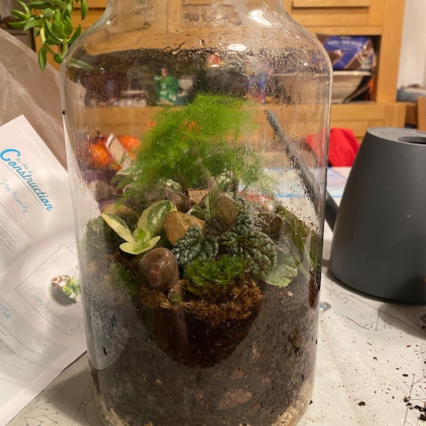 Large Glass Domed Terrarium With Living House Plants, Moss, Cork Lid ...