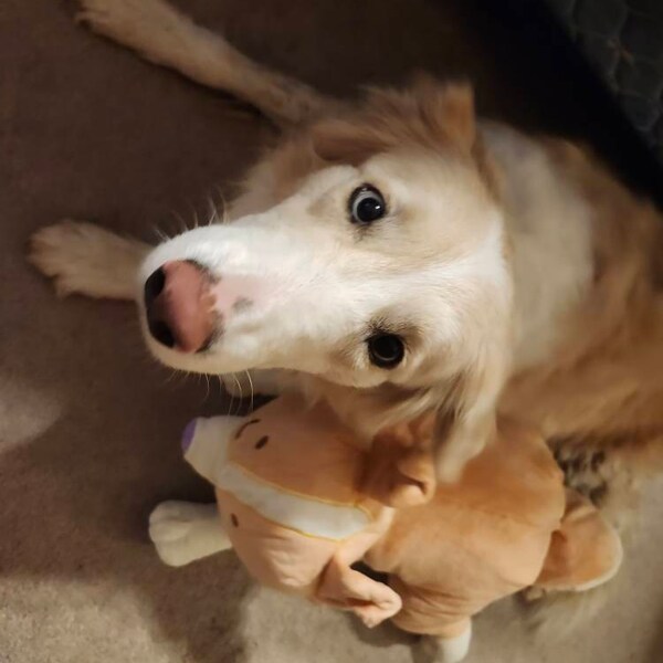 B-grade Plush Defective Plush Dolls With Small Errors at a Big Discount ...