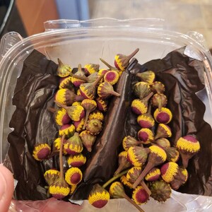 Buzz Button Grow Kit Experience the Thrill of Cultivating Szechuan ...