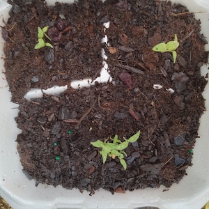 Egg Tree Seeds - Etsy