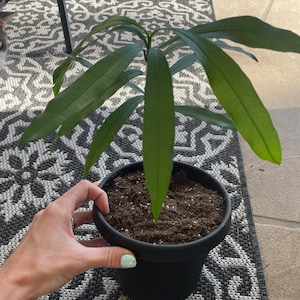 Spanish Lime Genip Guinep Ginepa Limoncillo Mamoncillo Fruit - Etsy