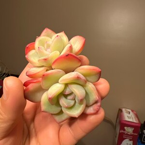 Echeveria Caviar/ Pachyphytum Caviar Imported Succulent - Etsy