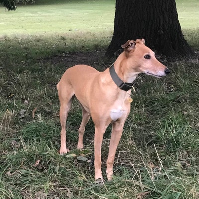 Emerald 'atacama' Whippet Greyhound Italian Lurcher Sighthound ...