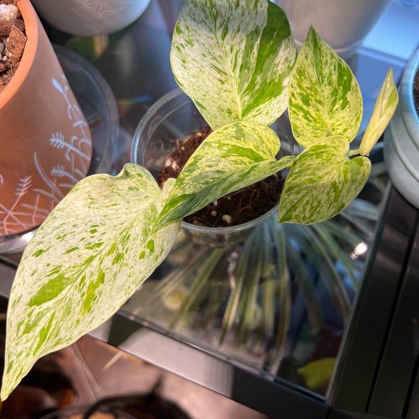 Philodendron Thai Sunrise Rare Cutting - Etsy