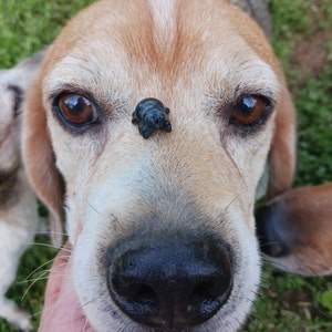 Curiosities Mystery Box, Curio Cabinet Starter Collection, Oddities and ...