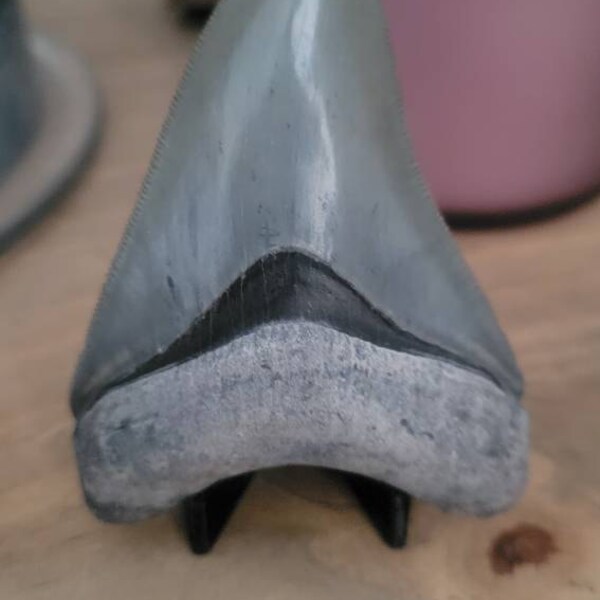 Bone Valley Megalodon Shark Tooth 2.4” - Etsy