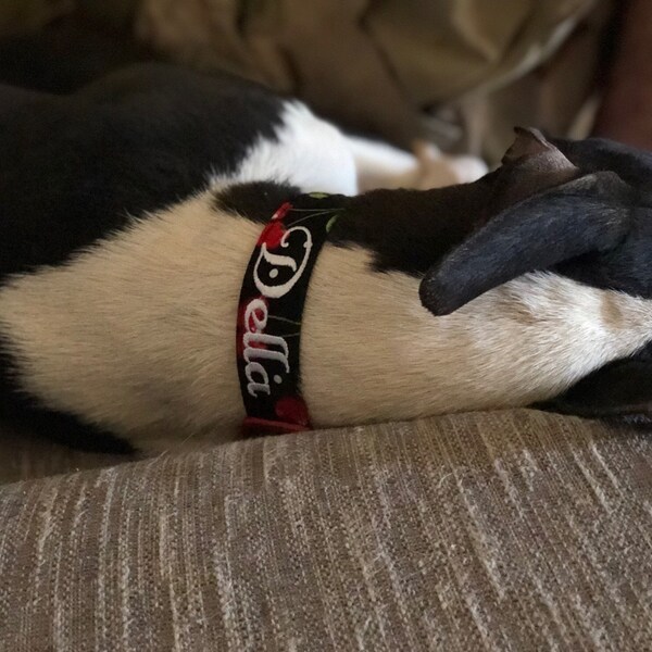 Cherry Collar, Fruit Dog Collar, Black and Red Collar, Summer Girly ...