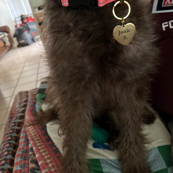 Dog Bone Shaped Engraved Dog Tag Gold Stainless Steel Personalized Dog ...