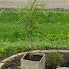 Bambusa lady Finger Clumping, Non-invasive Bamboo Plant Large 1 Gallon ...