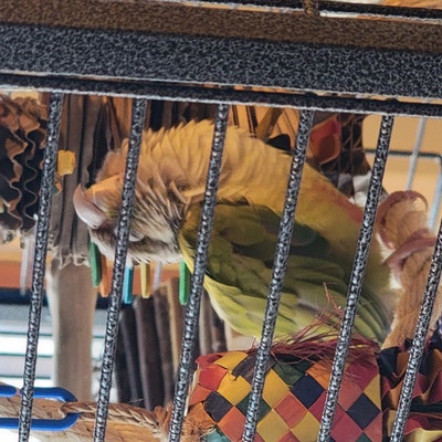 Macaw Ladder, Large Bird Toy - Etsy