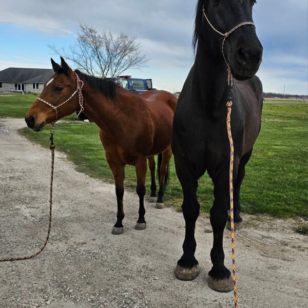 Custom Neck Rope - Liberty Neck Rope, Bridleless Neck Rope, Clinician ...