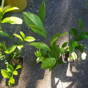 Camellia Sinensis live Tea Plant Propagated From Plants at - Etsy