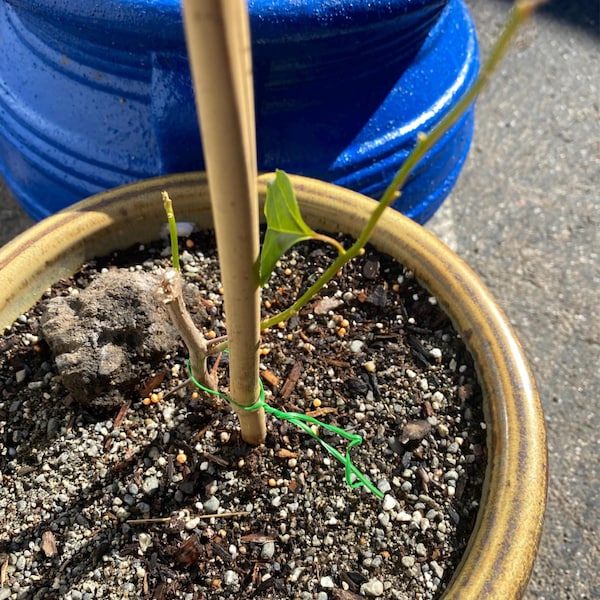 Athens Blue Princess Glory Bush Planttibouchina Urvilleanasmall Starter ...
