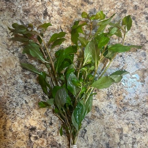 Alternanthera Reineckii var 'roseafolia' BUY3GET1FREE Live Aquarium ...