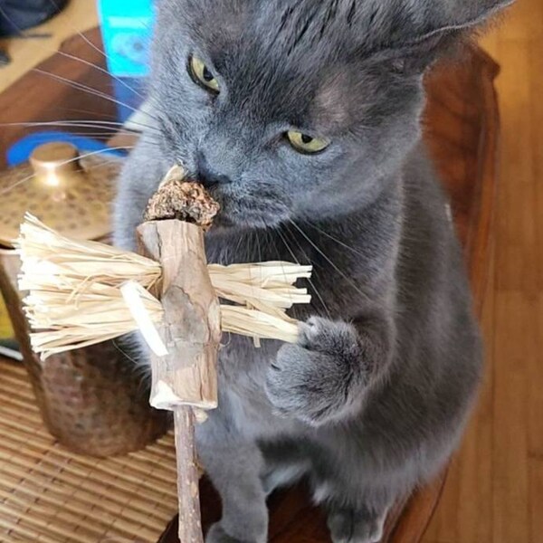 Cat Scent Enrichment Kit | 13 Herbs | Improve Wellbeing | Cat Toy | Cat ...