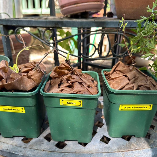 Rare Clematis【enku｜円空】 -12P Liveplant| Popular Japanese Clematis| 圓空 ...
