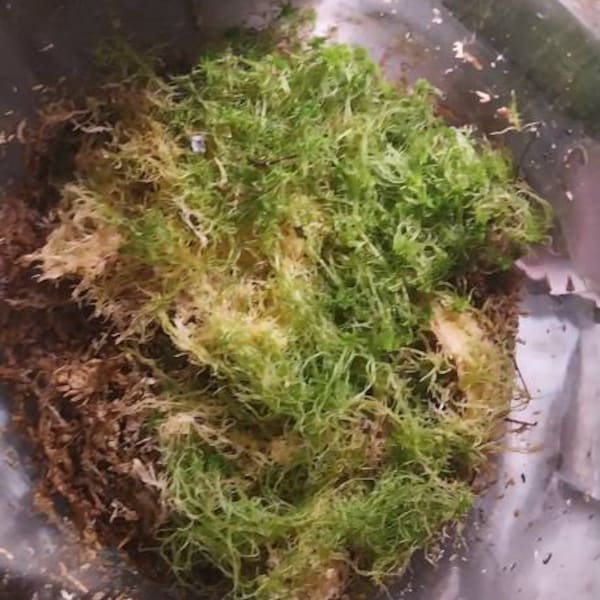 American Tree Moss - Etsy
