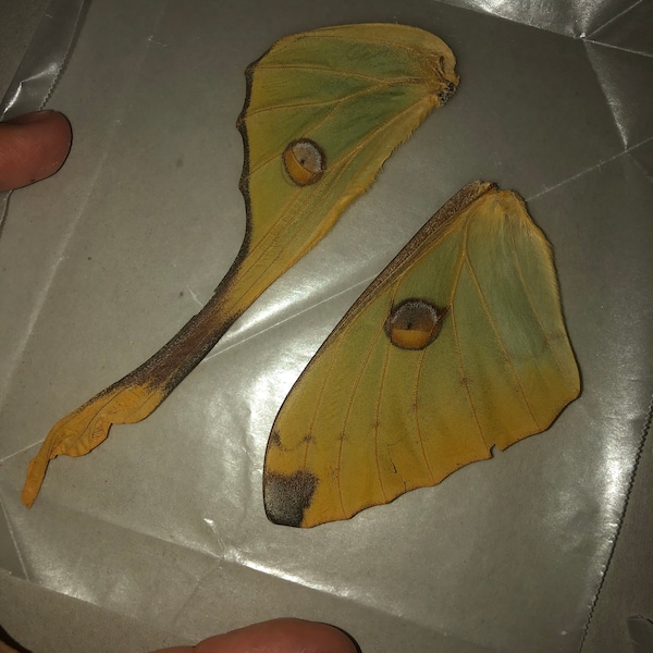 Real Butterfly; Meadow Wanderer; Crenis Pechuelli; Preserved Dry ...