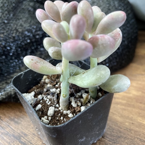 Moonstone Pachyphytum Oviferum Pearly Moonstones Succulents Plants - 2 ...