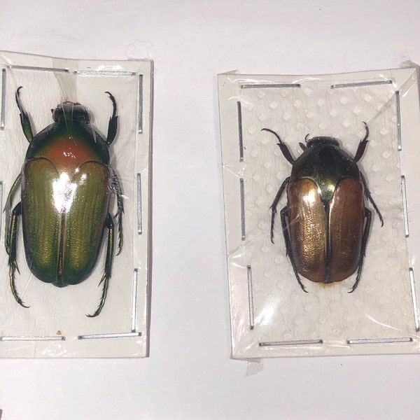 Pack of 5 Shiny Scarab Beetles Lomaptera Macrophylla A1 UNMOUNTED, for ...