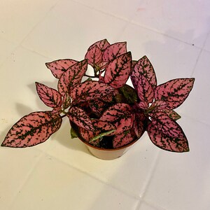 Hypoestes Polka Dot Plant Red Splash 2 Plant - Etsy