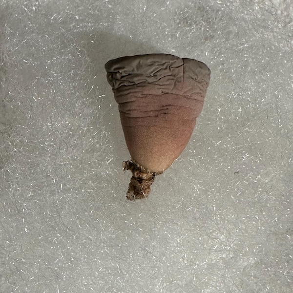 Live Plant Lithops Pseudotruncatella C244/white Plant/0.5 - Etsy