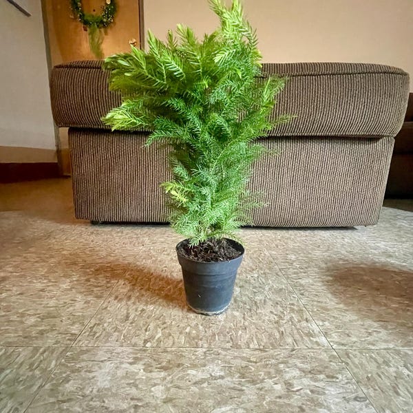 Bunny Rabbit Pot Hugger for Flower Pot • Gardening Gifts • Unique ...