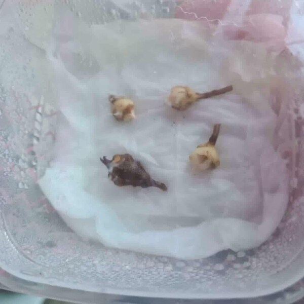 Variegated Monstera Deliciosa White Lava Rooted Leaf Cutting - Etsy