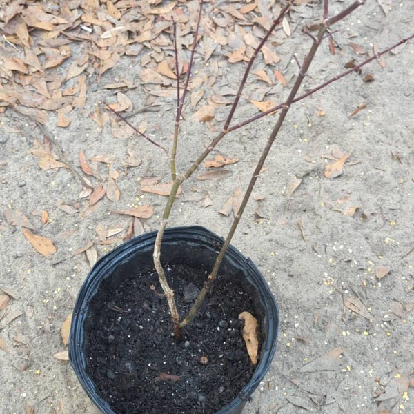 Incense Cedar Live Tree Seedling - Western Native Evergreen Great for ...