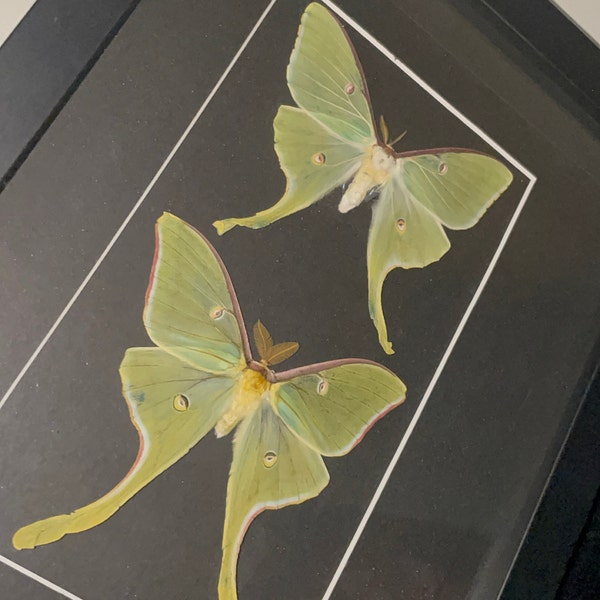 Real Lanternfly/plant Hopper Collection Pryops Astarte Orange Pyrops ...