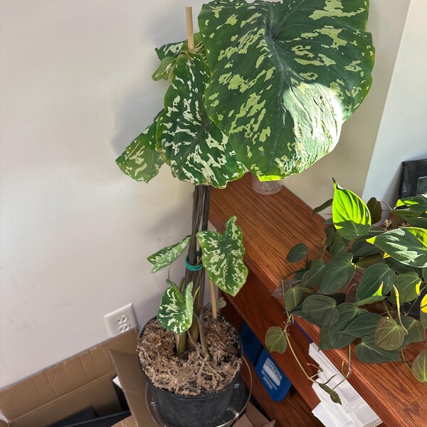 Mican Philodendron Velvet Leaf Philo Indoor & Outdoor Live Tropical ...