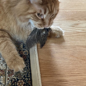 Dried Quail Wings4 for Crafts & Cats - Etsy