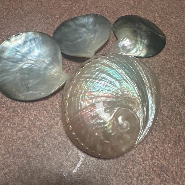 Polished White Abalone Shell, Coastal Table Decor, Smudge Bowl (5 Inch ...