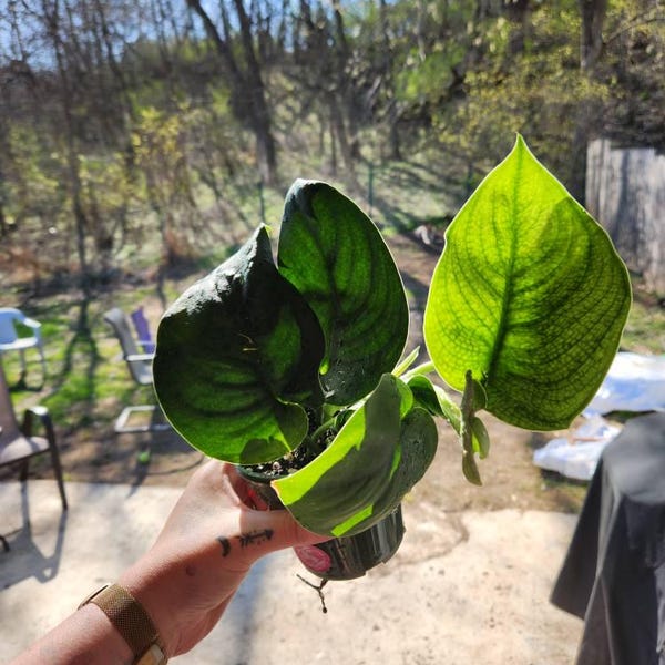 Tradescantia Bubblegum Nanouk Plant - 4 Inch Pot - Optional Decorative ...