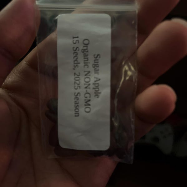 20-100 Jicama Seeds Vegetable Mexican Yam Bean Root, Hột Củ Sắn, 2025 ...