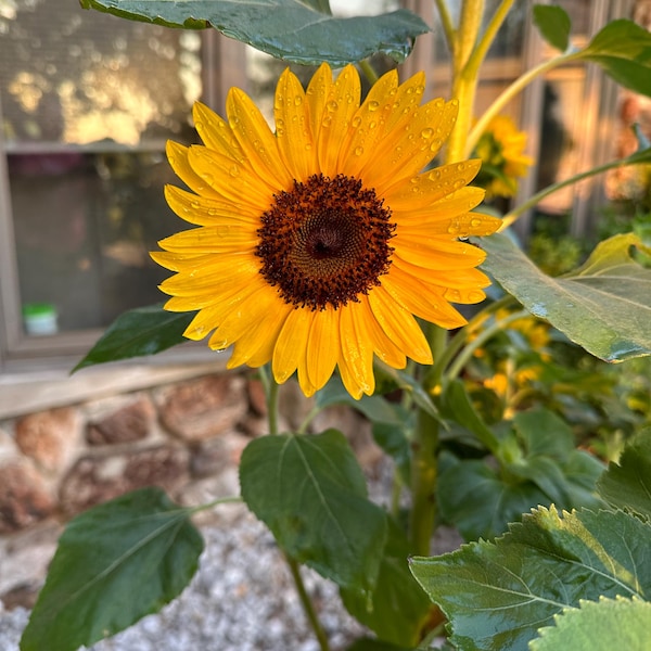 Flower Seeds- Autumn Beauty Sunflower Seeds-open Pollinated-non GMO ...