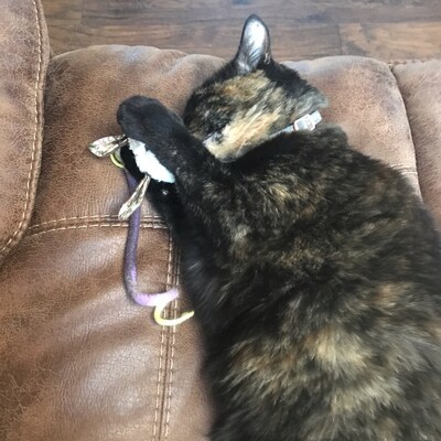 Three Candy-coated Popcorn Cat Toys Filled With Organic Catnip - Etsy