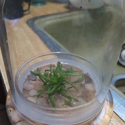 Rainbow Floral Terrarium Self Grow Maintenance Free coleus - Etsy