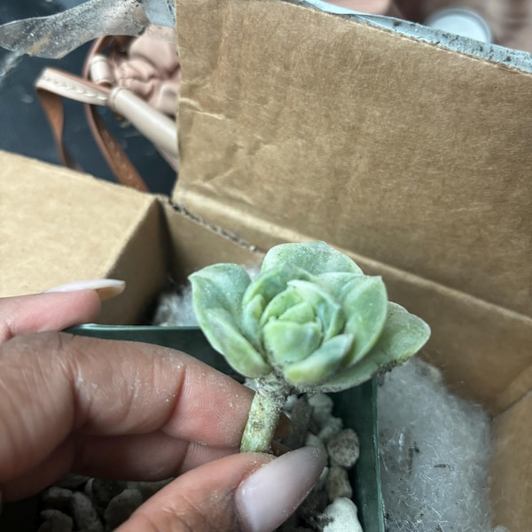 Echeveria Lovely Rose Variegated Live Succulent Plant Rooted and Unique ...