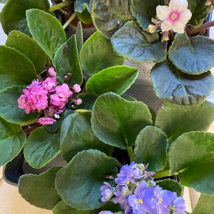 Optimara African Violet Variety Pack 4 Plants 4 Pots - Etsy