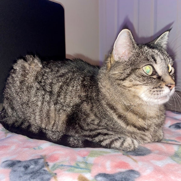 Cat Blankets NEW CHOICES!!! Small Cat Blanket, Cat Gift, Kitten Blanket ...