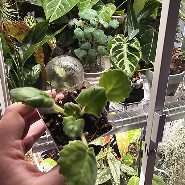 Kei Yoki African Violet Starter Plant (ALL PLANTS Require You to ...