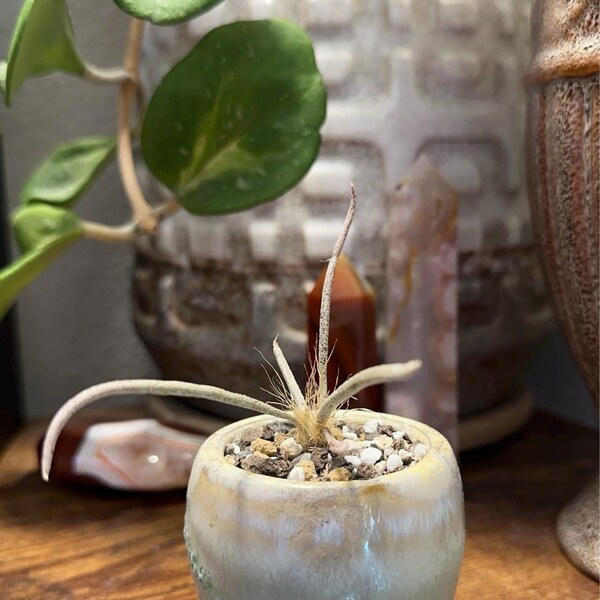 Ledebouria Sp. Barberton - Etsy