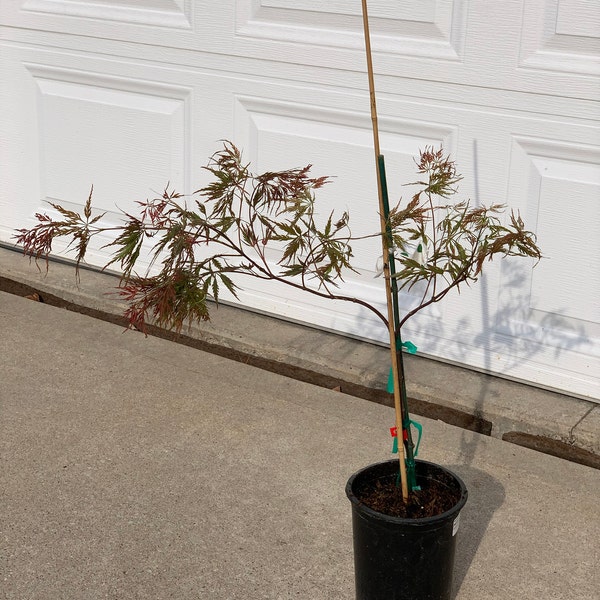 Red Dragon Weeping Japanese Maple - Live Plant - ( 2.5 QT ) - Etsy