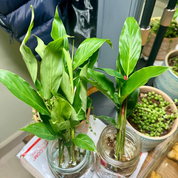 Theobroma Cacao Amelonado/forastero Live Rooted Plant Tree - Etsy