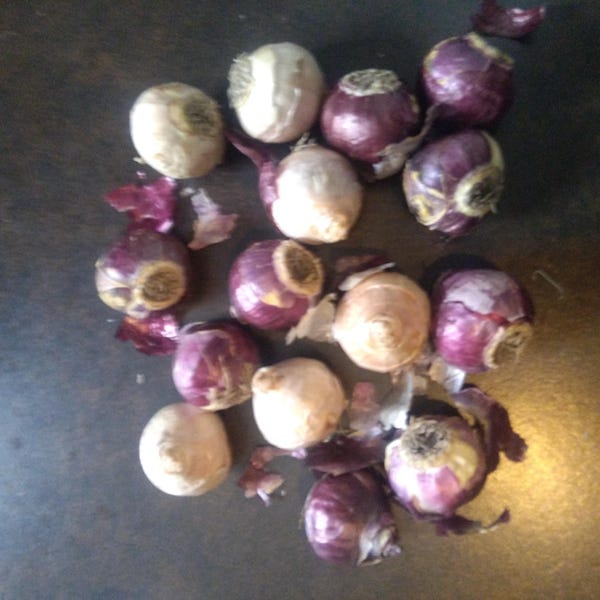 Garlic Bulbs, Whole Sold per Bulb, Ready for Planting or Preparing to ...